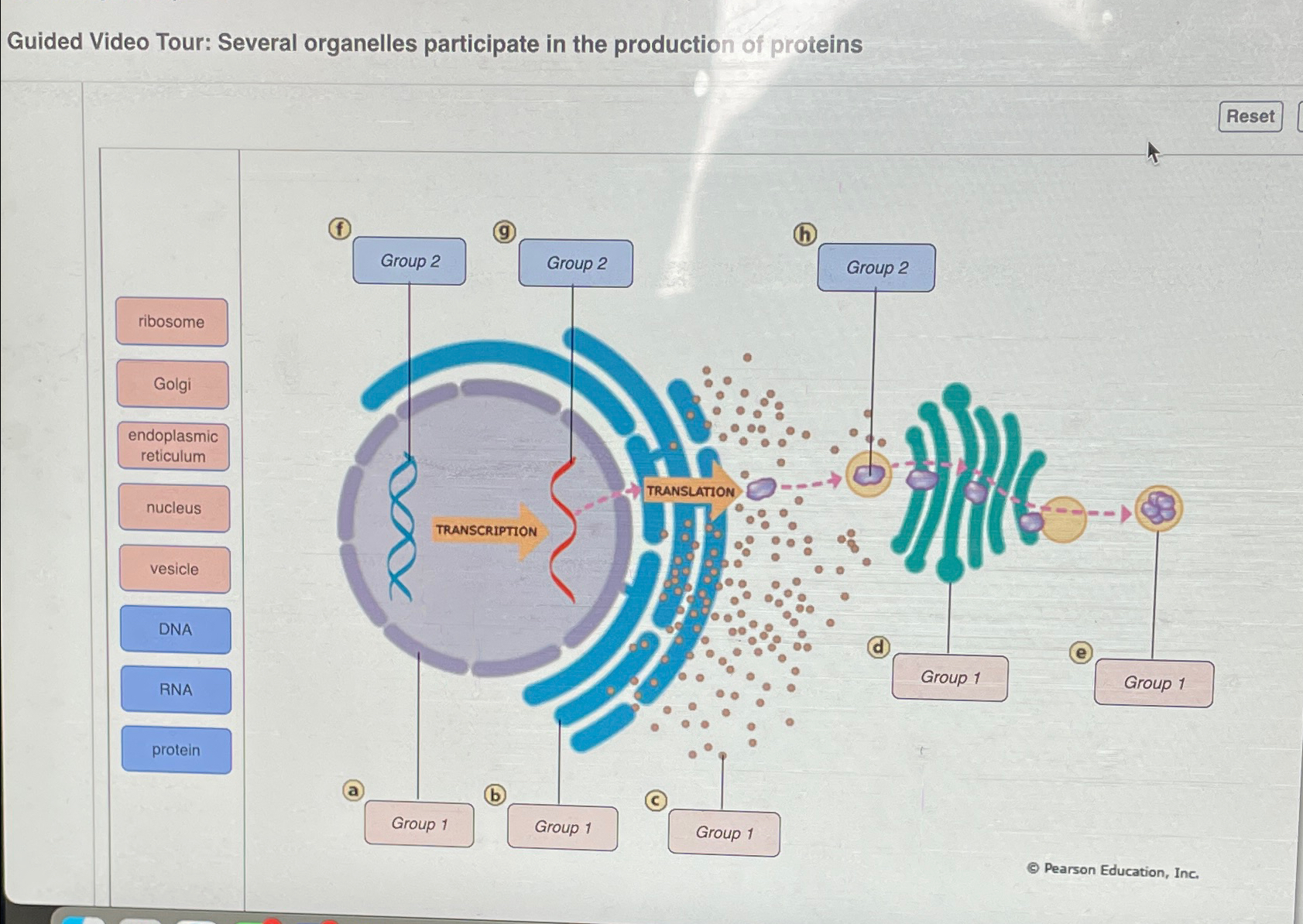 Solved Guided Video Tour: Several organelles participate in | Chegg.com