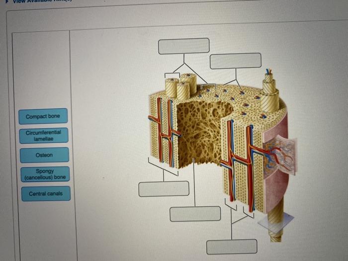Solved H Compact bone Circumferential lamellae Osteon Spongy | Chegg.com