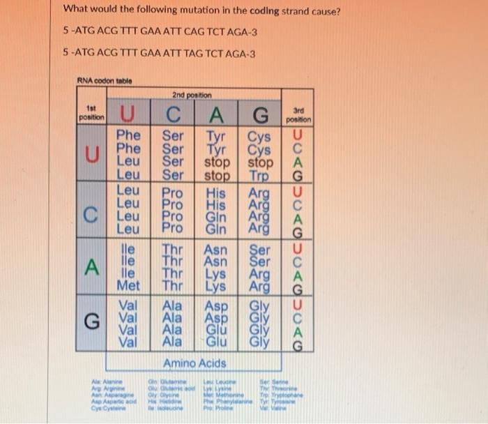 Solved What would the following mutation in the coding | Chegg.com
