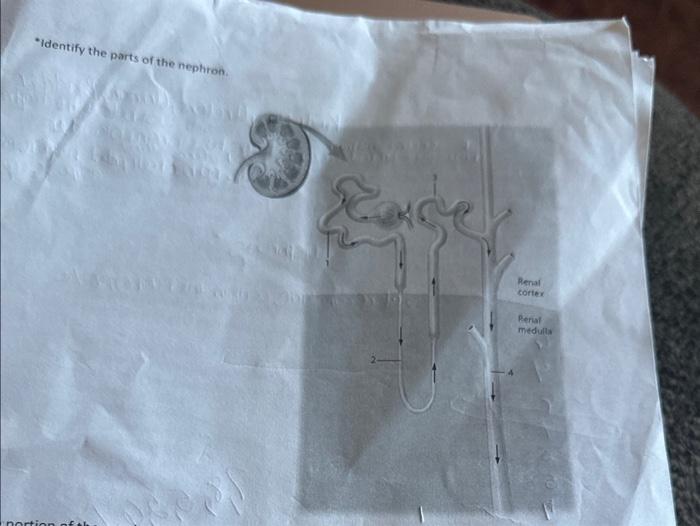 Solved "Identify the parts of the nephron. | Chegg.com