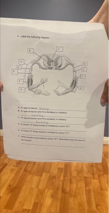 Solved 4. Label the folowing diagran: A. la tpe of nocron | Chegg.com