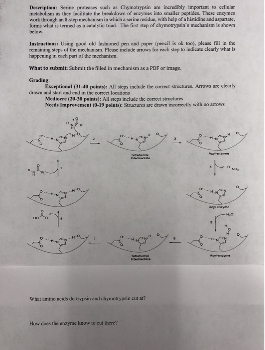 Solved Description: Serine proteases such as Chymotrypsin | Chegg.com