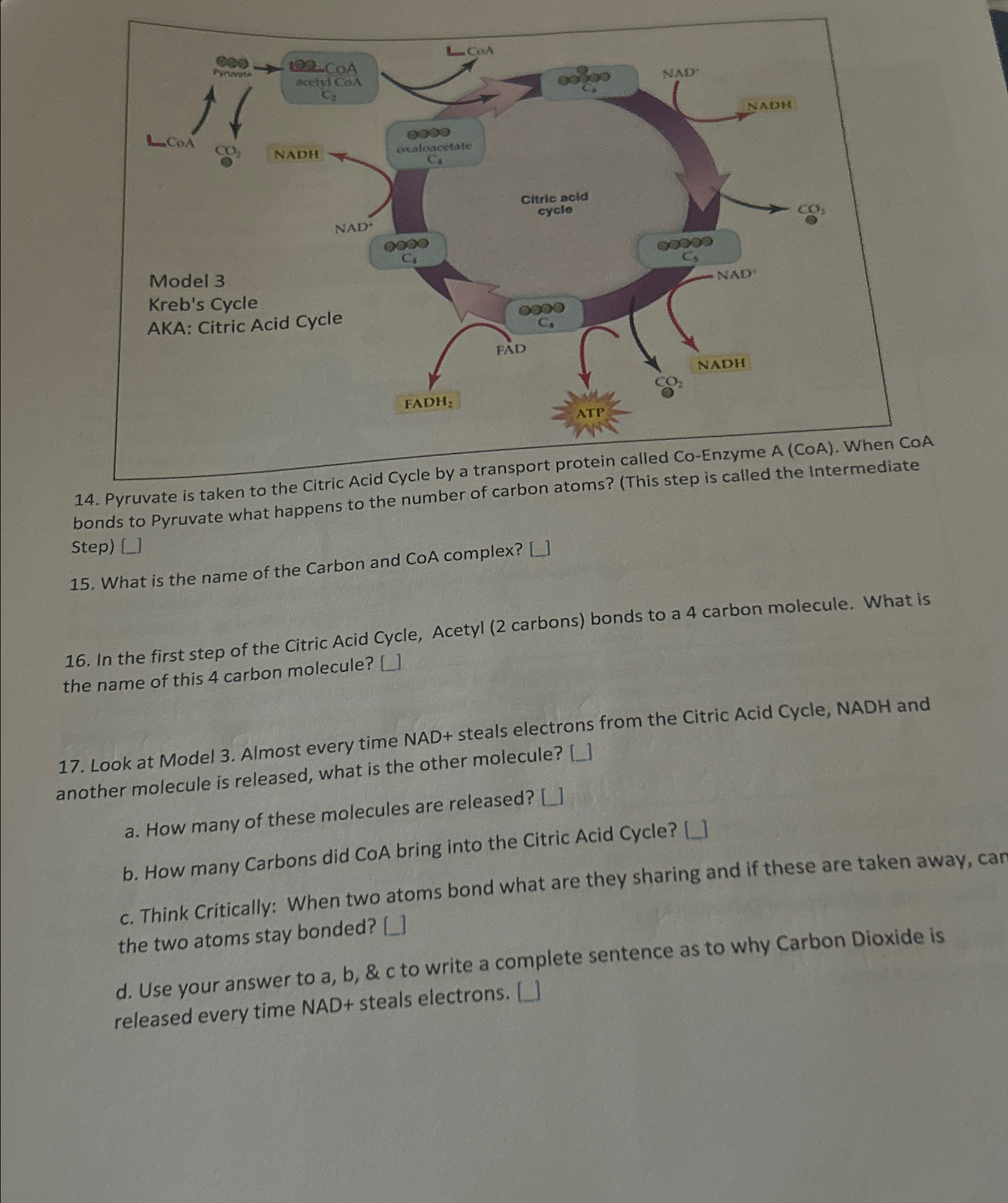 Solved Pyruvate is taken to the Citric Acid Cycle by a | Chegg.com