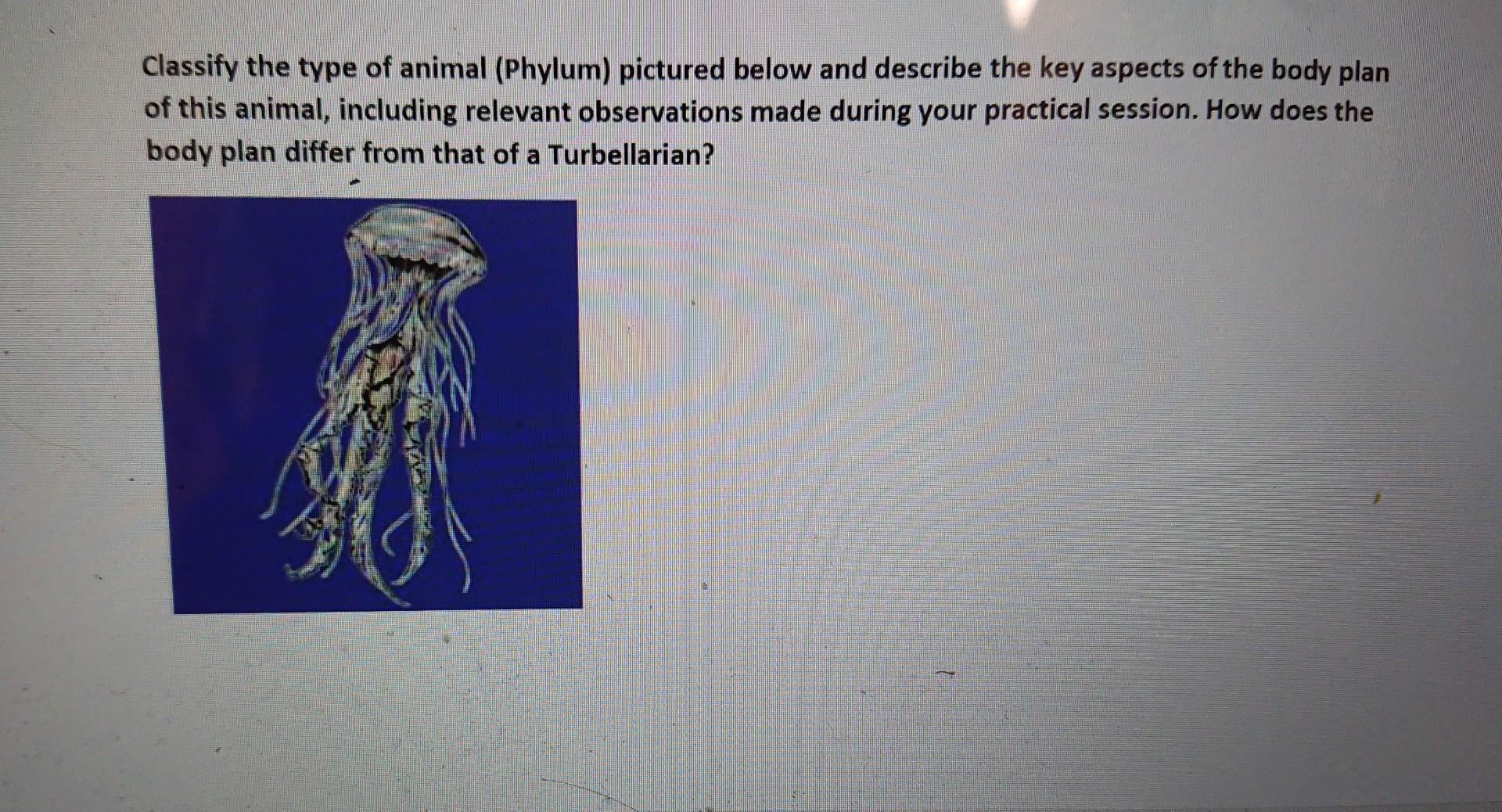 Solved Classify the type of animal (Phylum) pictured below | Chegg.com