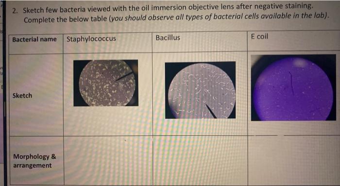Solved 2. Sketch few bacteria viewed with the oil immersion | Chegg.com