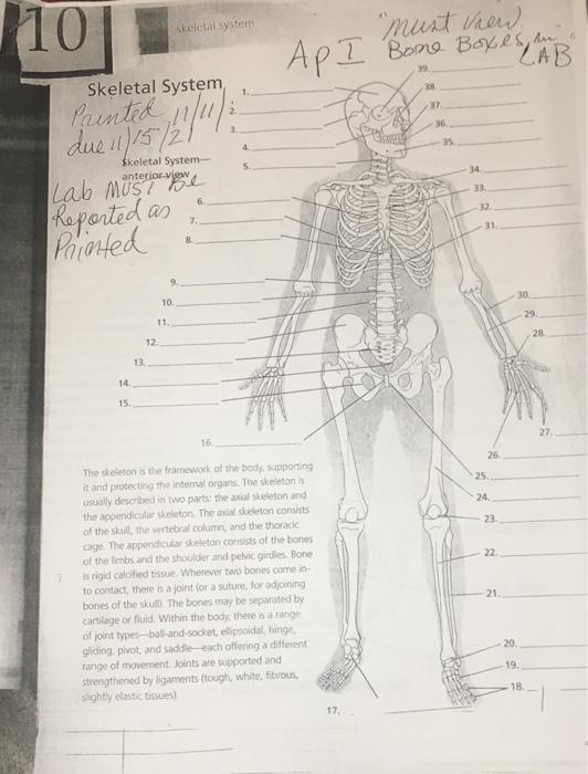 Solved 110 skeletal system Must the Ap I Bone Boxes, in m | Chegg.com