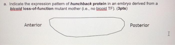 Solved a. Indicate the expression pattern of hunchback | Chegg.com