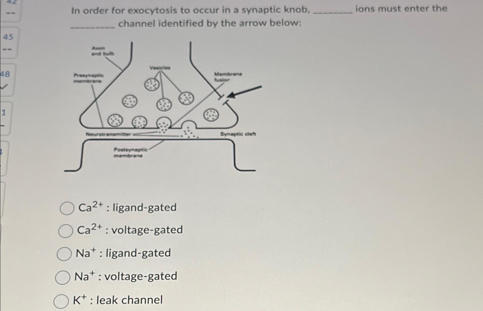Solved In order for exocytosis to occur in a synaptic knob, | Chegg.com