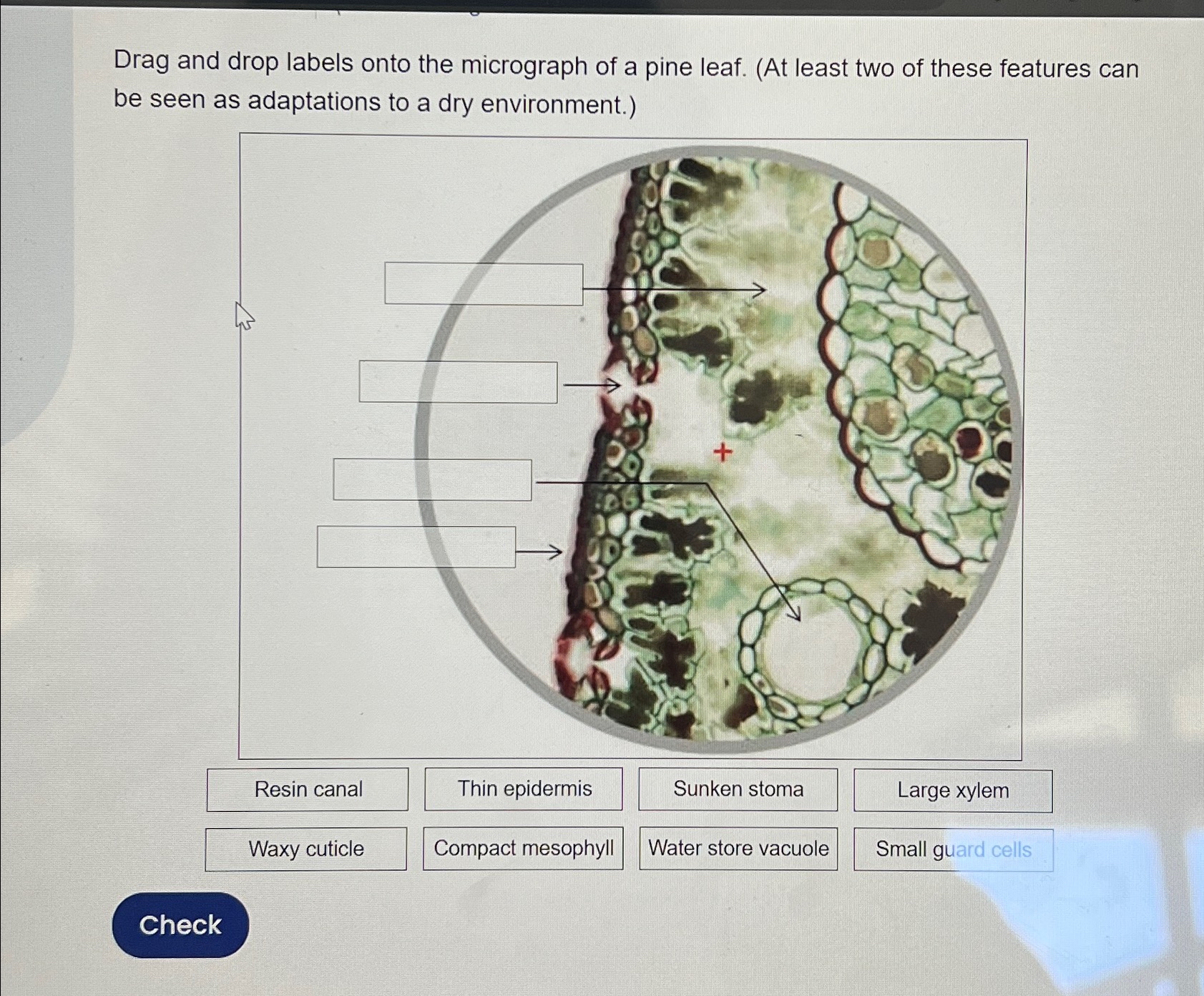 Solved Drag and drop labels onto the micrograph of a pine | Chegg.com
