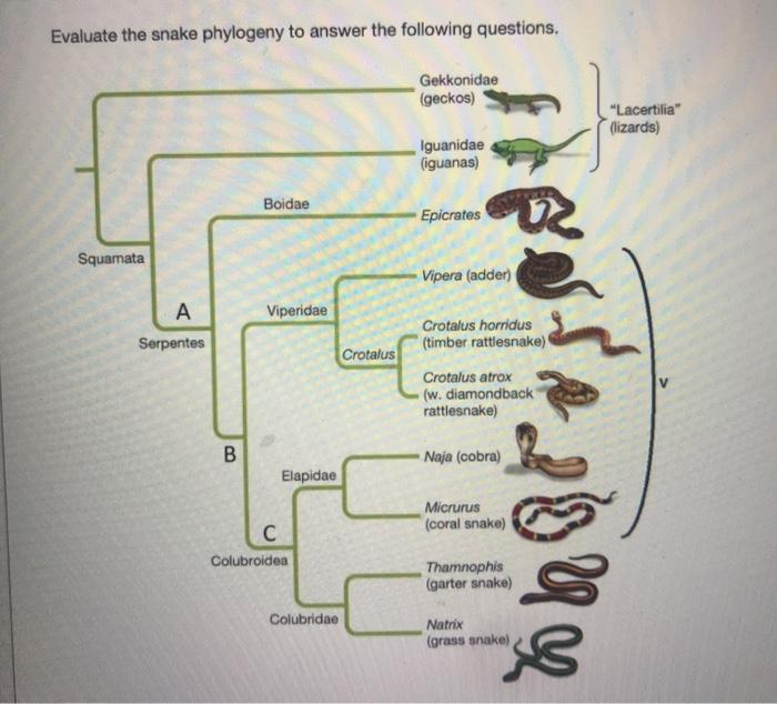 Solved Evaluate the snake phylogeny to answer the following | Chegg.com