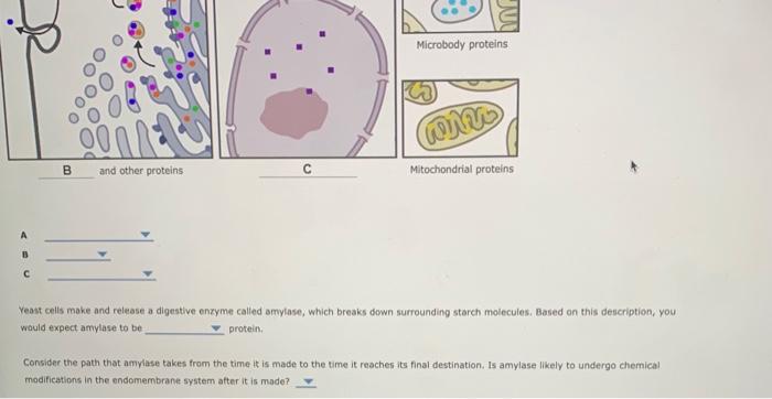 Microbody proteins Mitochondrial proteins A B c Yeast | Chegg.com