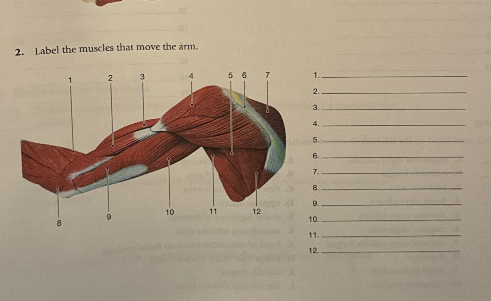 Solved Label the muscles that move the arm. q, q, q, | Chegg.com