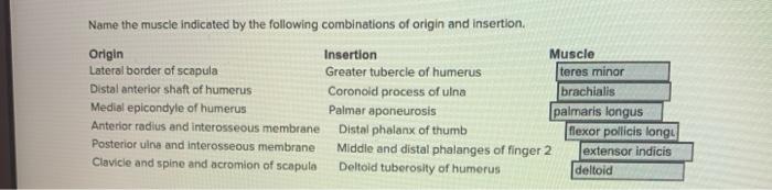 Solved Name the muscle indicated by the following | Chegg.com