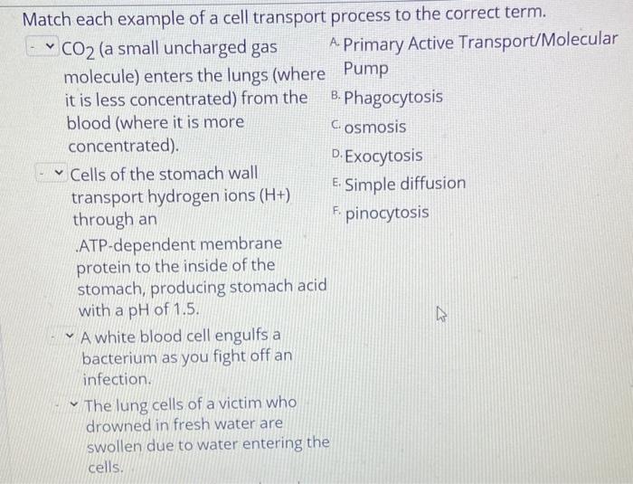 Solved V Match each example of a cell transport process to | Chegg.com