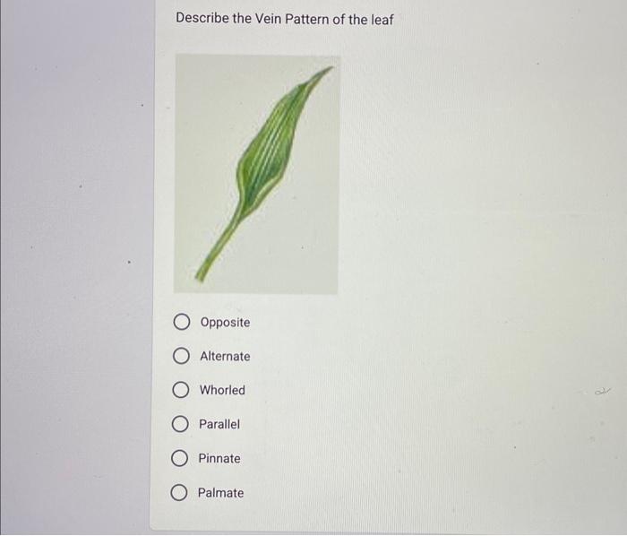 Solved Describe the stem arrangement Simple Compound | Chegg.com