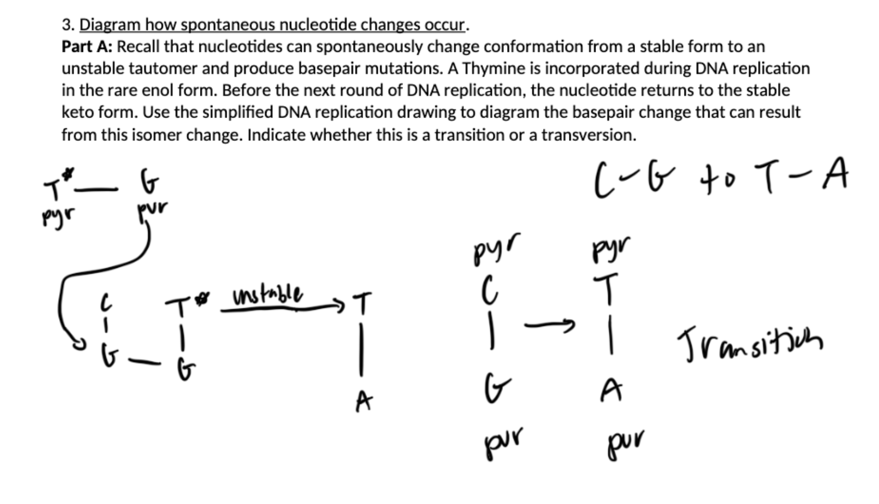 Solved 3. ﻿Diagram how spontaneous nucleotide changes occur. | Chegg.com