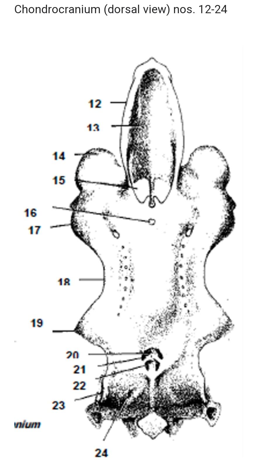 Solved Chondrocranium (dorsal view) nos. 12−24Chondrocranium | Chegg.com