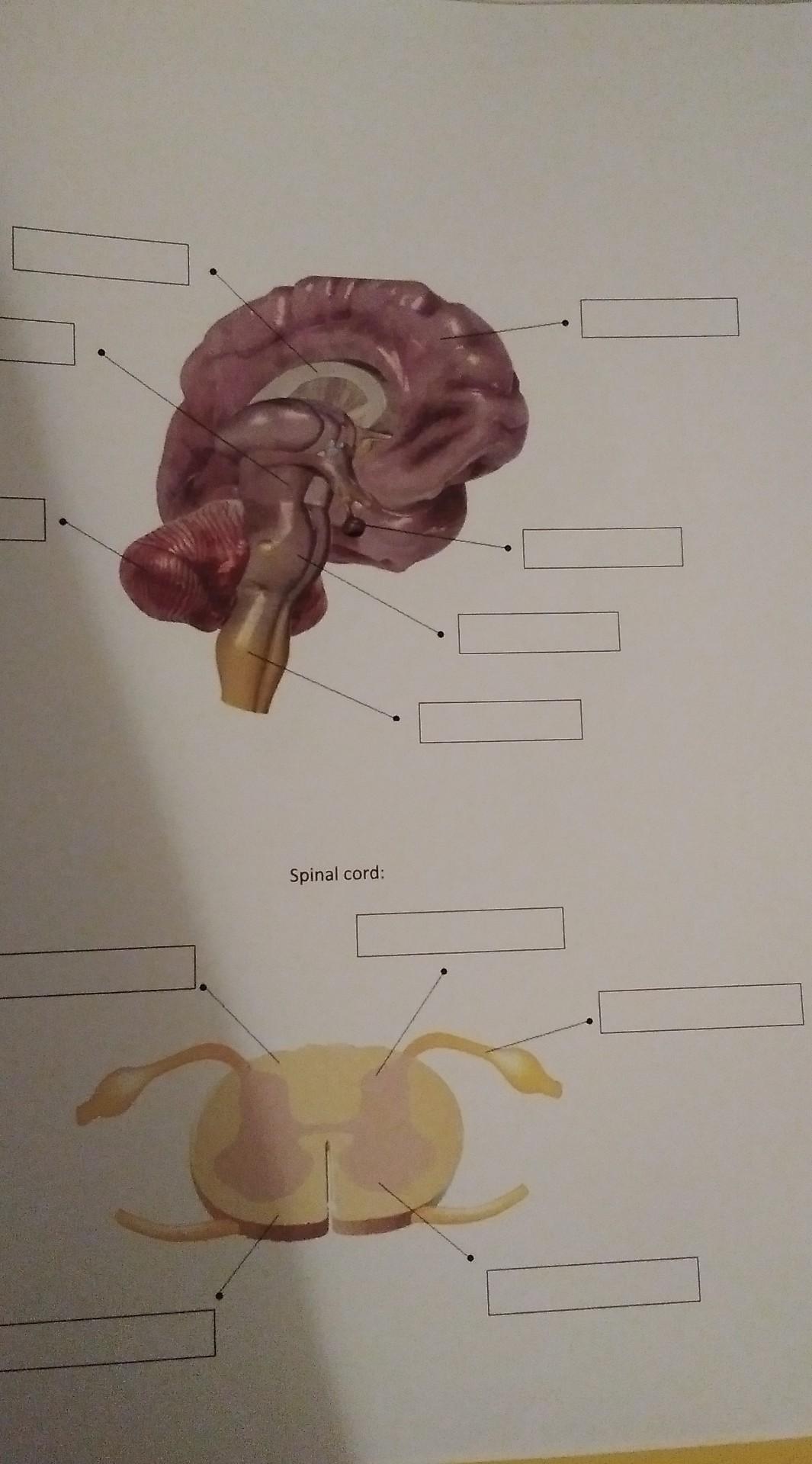 Solved Spinal cord: | Chegg.com
