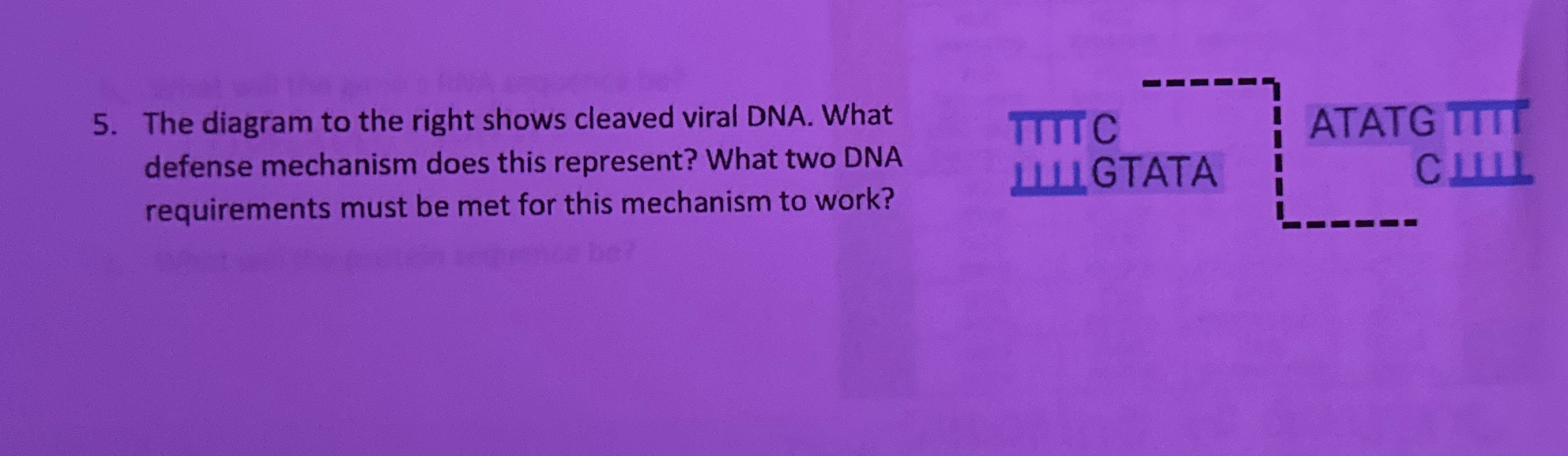 Solved The diagram to the right shows cleaved viral DNA. | Chegg.com