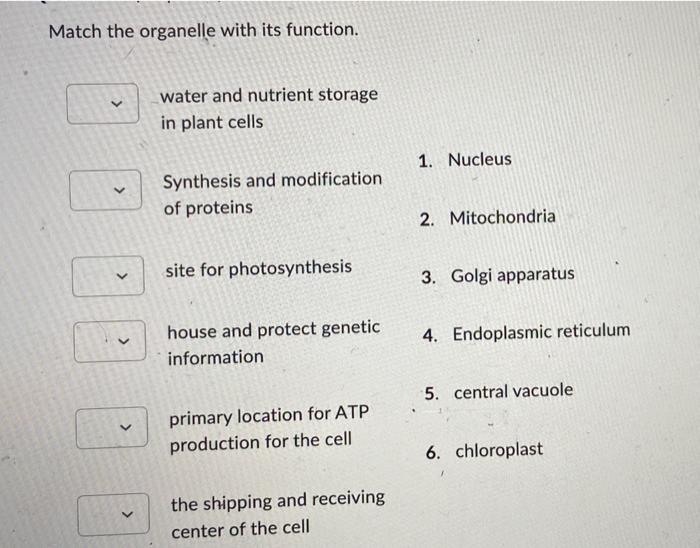 Solved Match the organelle with its function. V > V