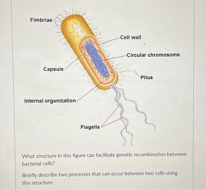 Solved Fimbriae Capsule Internal organization. Flagella Cell | Chegg.com