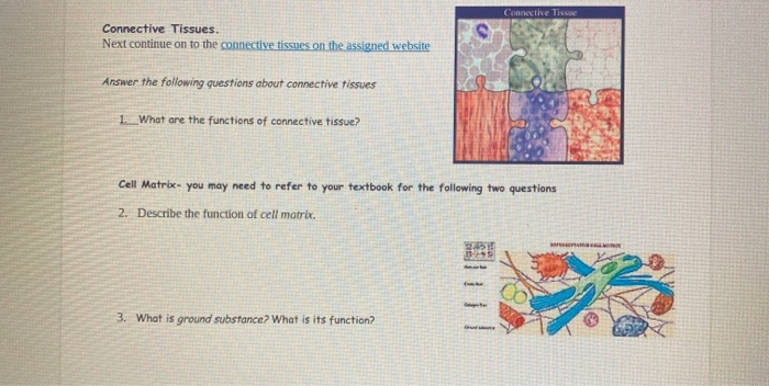 Solved Connective Tissue Connective Tissues. Next continue | Chegg.com