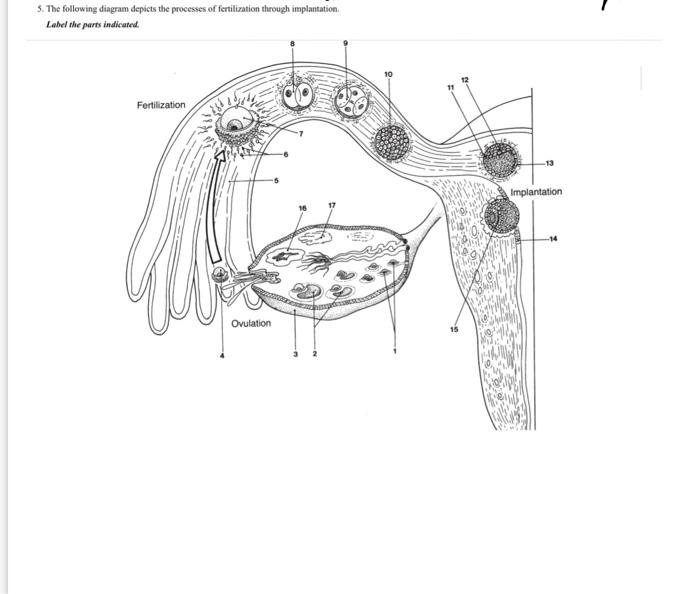 Solved 5. The following diagram depicts the processes of | Chegg.com
