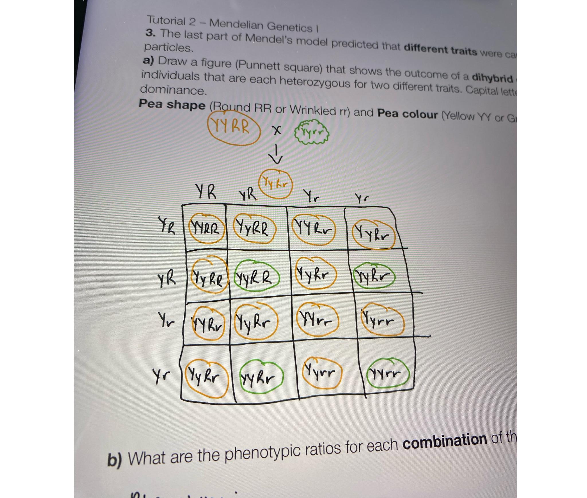 Solved Tutorial 2 - ﻿Mendelian Genetics 13. ﻿The last part | Chegg.com