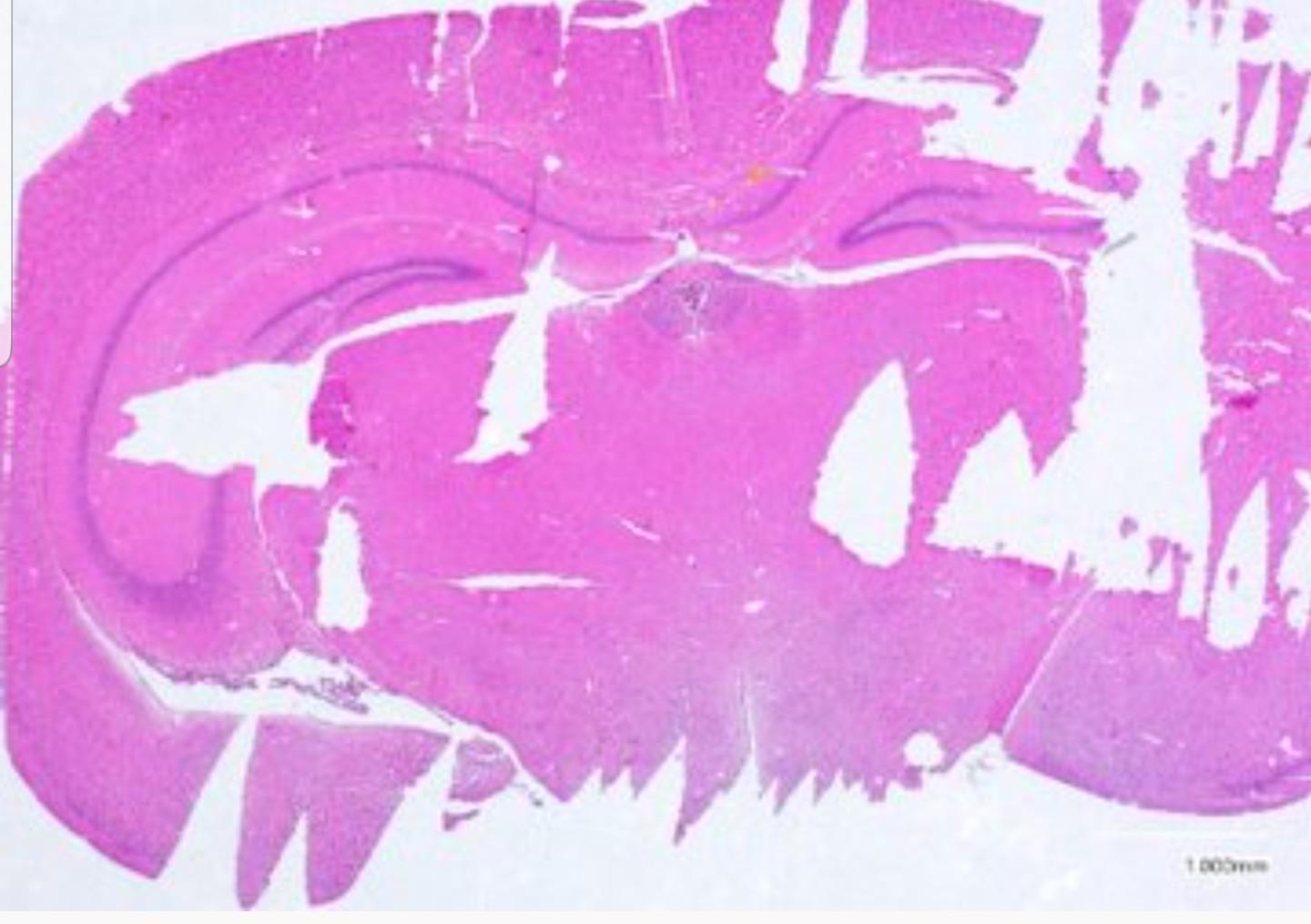 Solved Two important approaches in histopathology, a method | Chegg.com