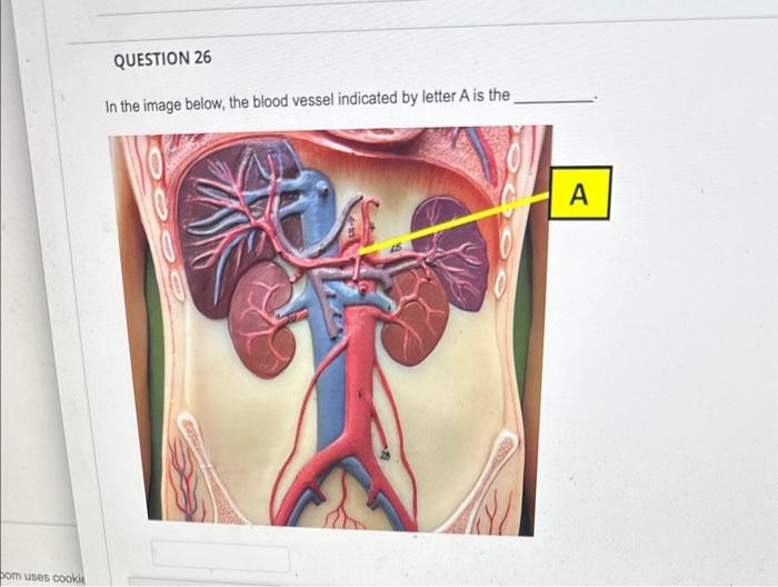 Solved In the image below, the blood vessel indicated by | Chegg.com