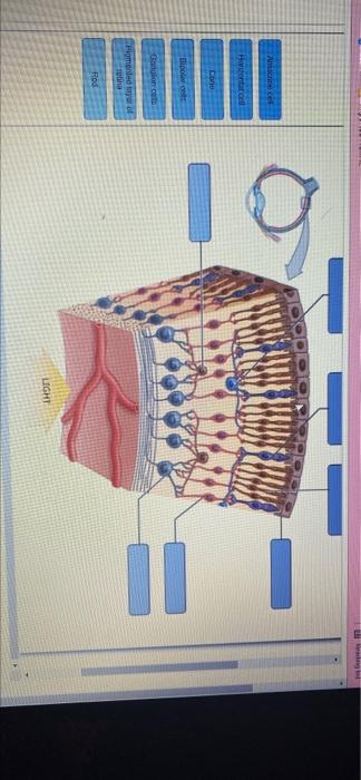 Solved drag the labels onto the diagram to identify the | Chegg.com