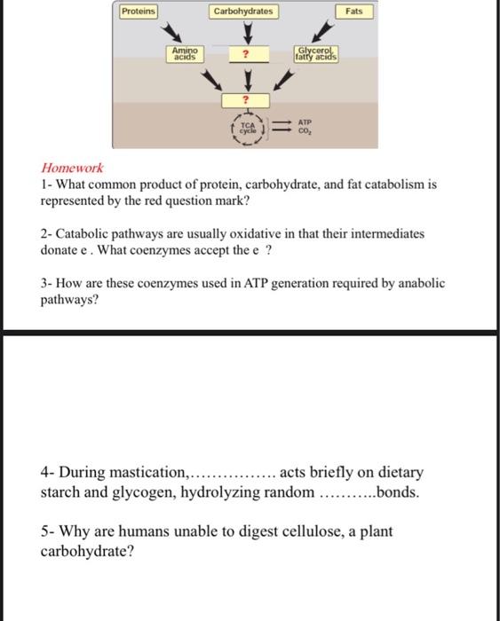 Solved Homework 1- What common product of protein, | Chegg.com