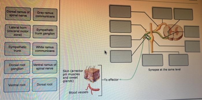 Solved Dorsal ramus of spinal nerve Gray ramus communicans | Chegg.com