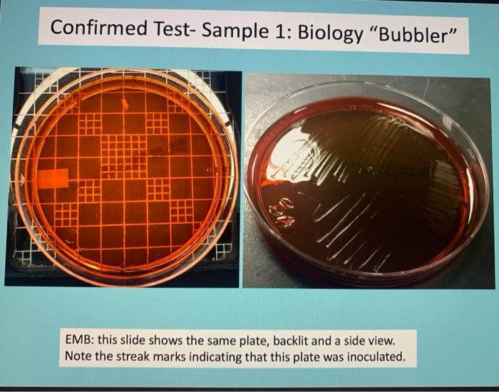 2. Observe the EMB plates for colonies that have the | Chegg.com