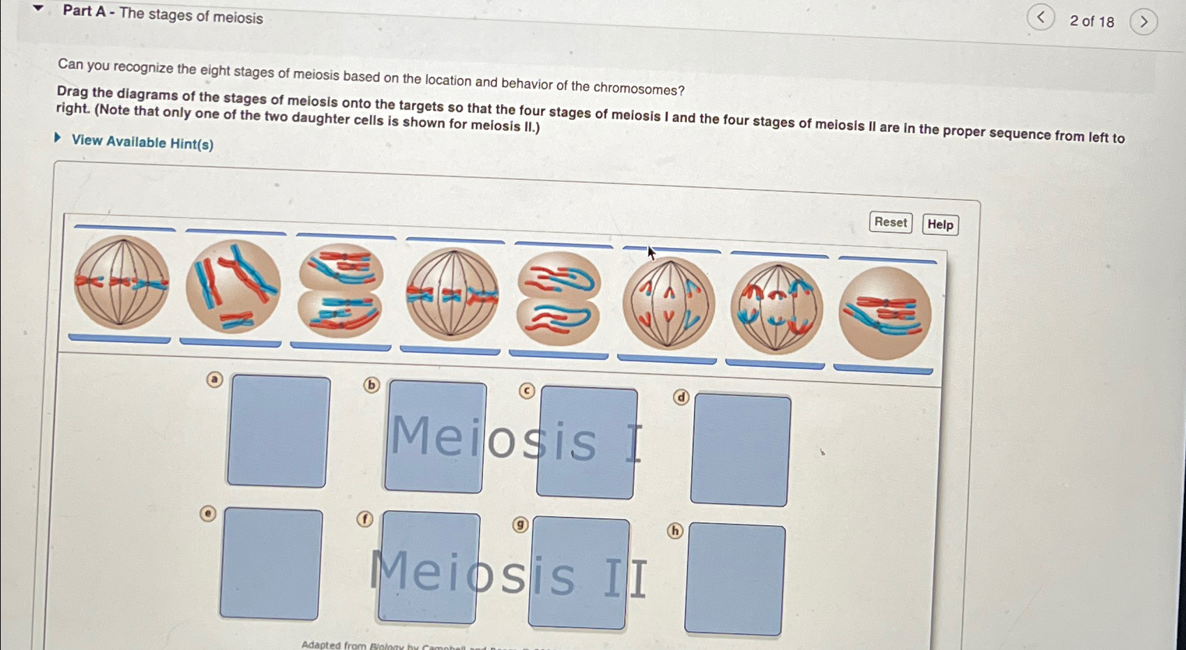 Solved Part A - ﻿The stages of meiosis2 ﻿of 18Can you | Chegg.com