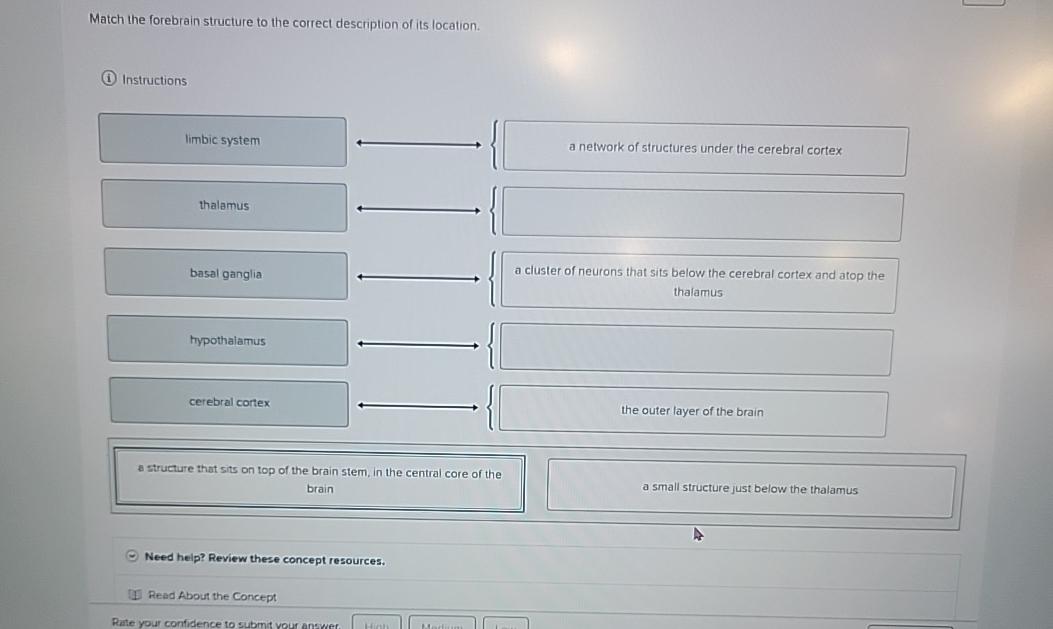 Solved Match the forebrain structure to the correct | Chegg.com