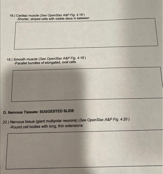 Solved 14.) Hyaline cartilage (See OpenStax A\&P Fig. 4.16) | Chegg.com