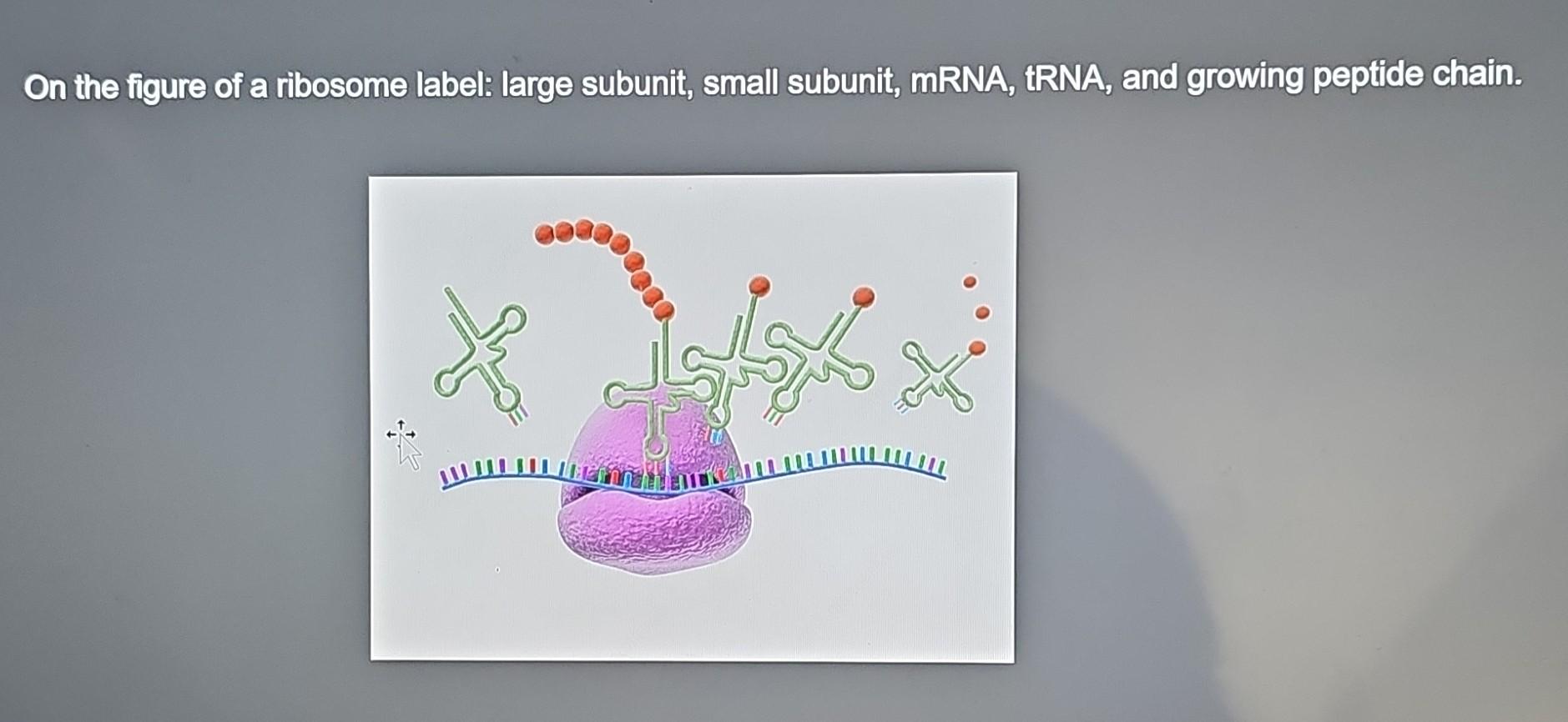 Solved On the figure of a ribosome label: large subunit, | Chegg.com