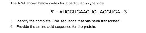 Solved The RNA shown below codes for a particular | Chegg.com