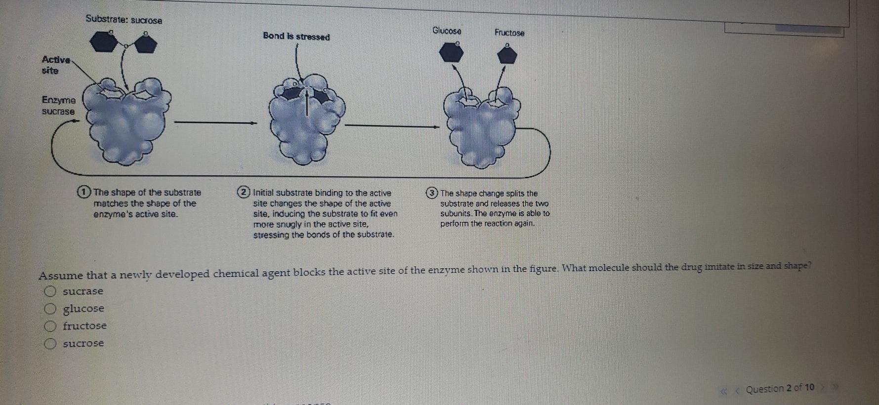Solved Substrate: sucrose Glucose Bond is stressed Fructose | Chegg.com