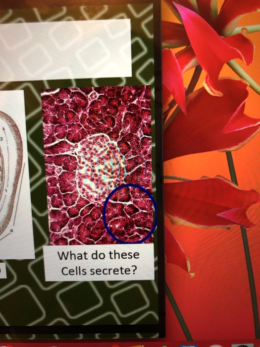Solved What do these Cells secrete? | Chegg.com