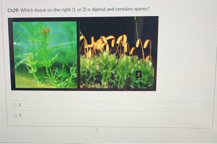 Solved Ch29: Which tissue on the right (1 or 2) is diploid | Chegg.com