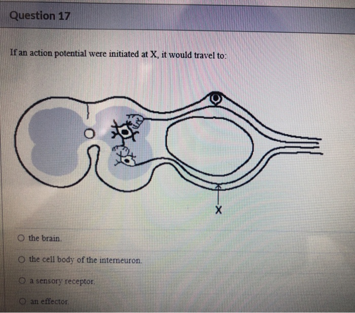 Solved Question 17 If an action potential were initiated at | Chegg.com