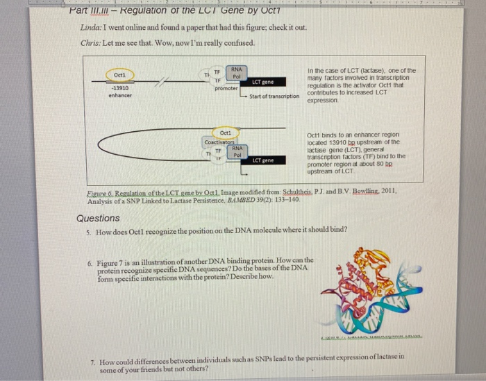 Solved Part III.III - Regulation of the LCT Gene by Oct | Chegg.com