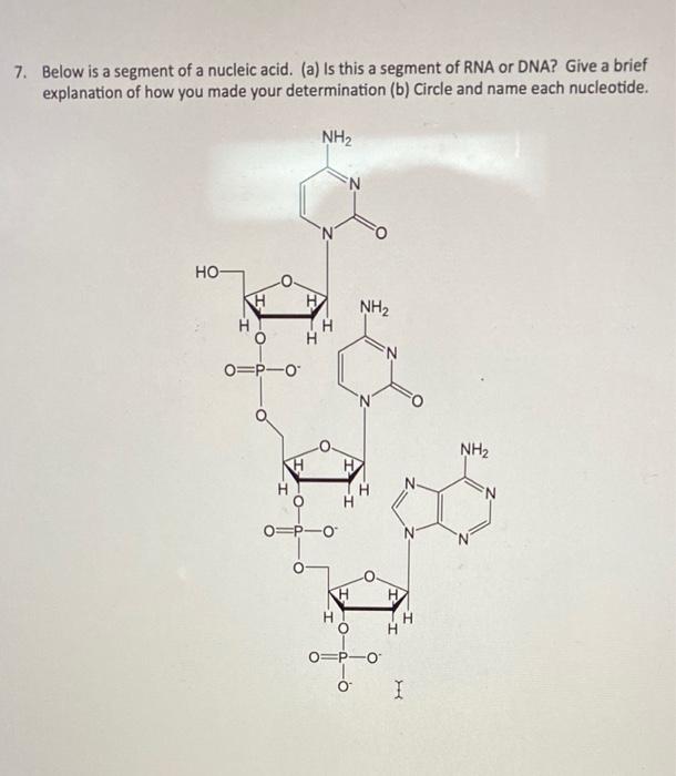 Solved 7. Below is a segment of a nucleic acid. (a) Is this | Chegg.com