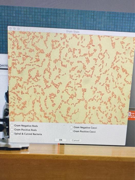 Solved Gram Stain Gram Negative Rods Gram Positive Rods | Chegg.com