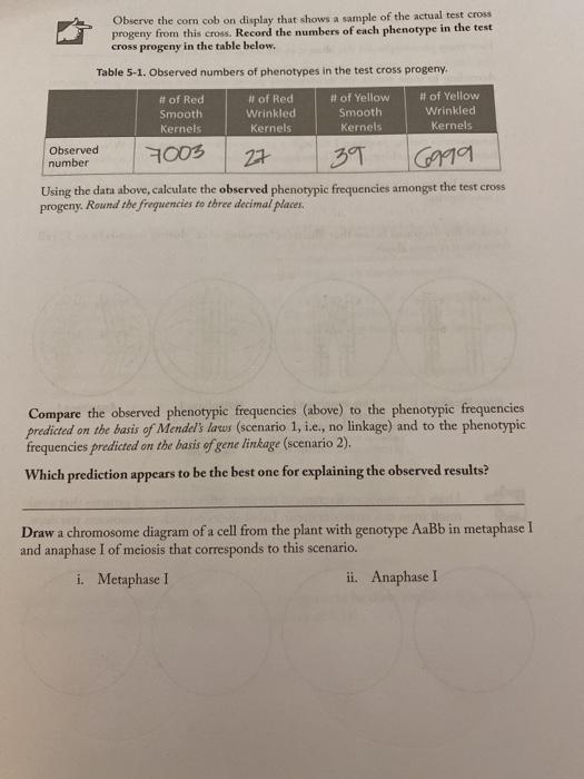 Solved Observe the corn cob on display that shows a sample | Chegg.com
