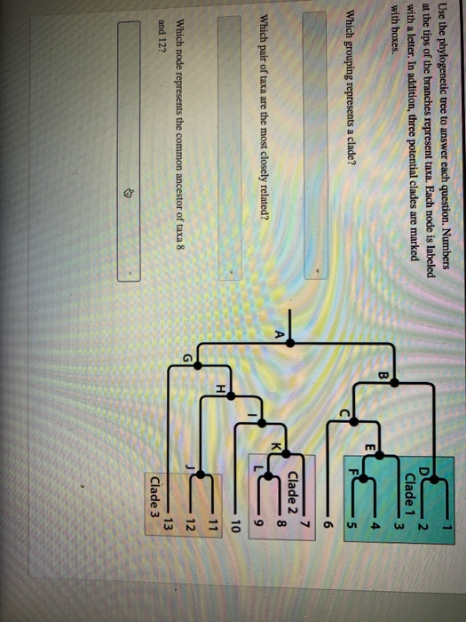 Solved Use the phylogenetic tree to answer each question. | Chegg.com