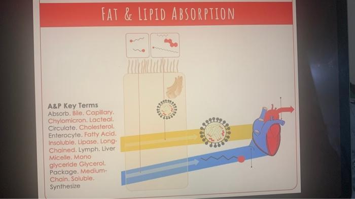 Solved FAT & LIPID ABSORPTION A&P Key Terms Absorb. Bile. | Chegg.com