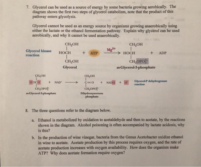 Solved 7. Glycerol can be used as a source of energy by some | Chegg.com